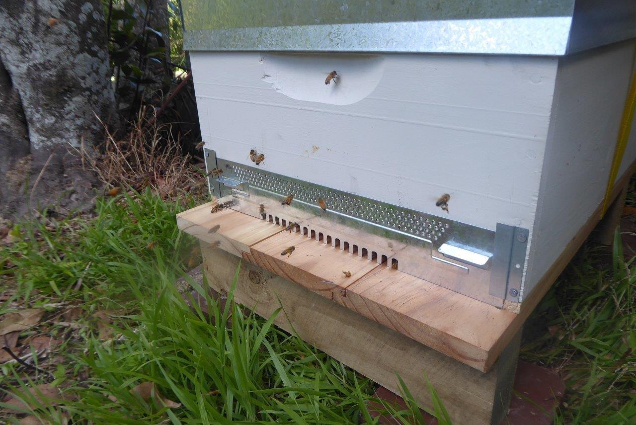 Entrance Reducer/Mouse Guard Metal - Hive World