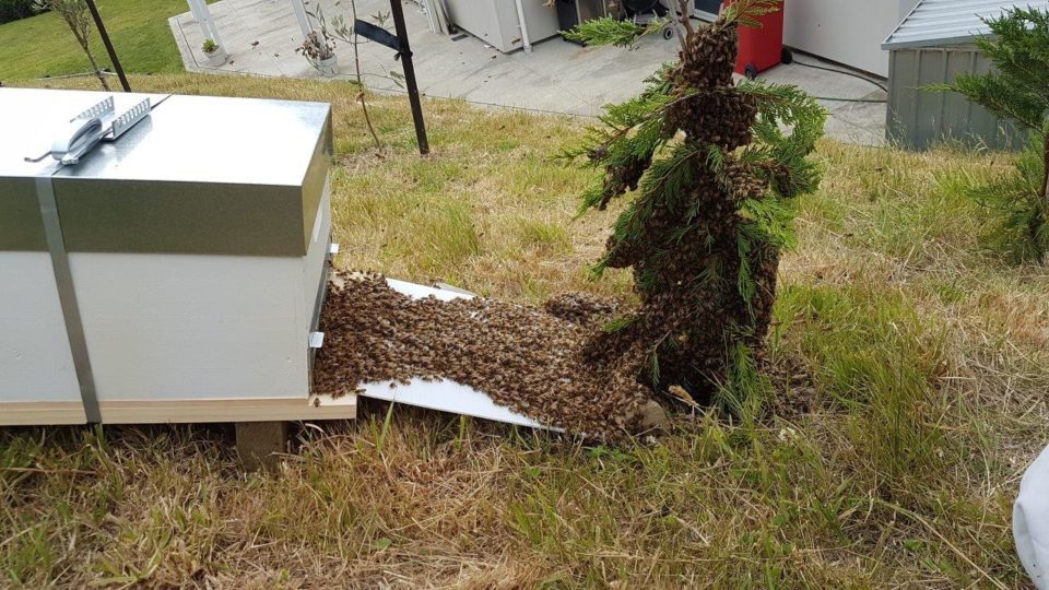 Catching the perfect swarm - Hive World - a well-behaved swarming