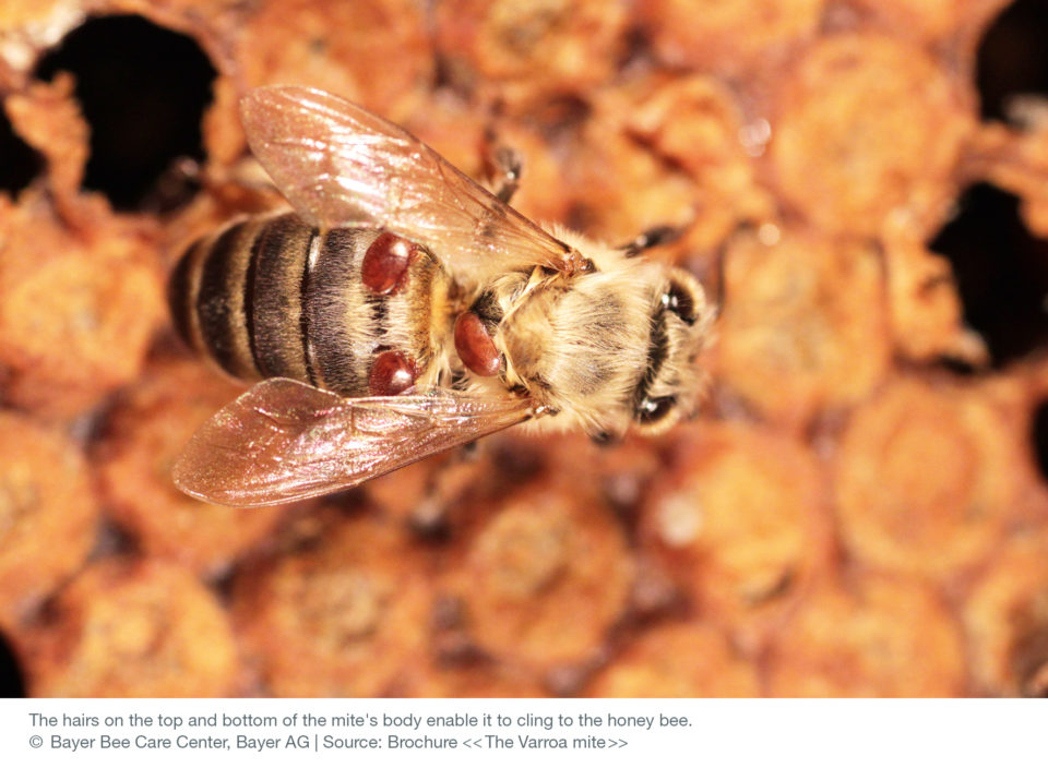 New findings on Varroa Destructor - Hive World - Change of tactics