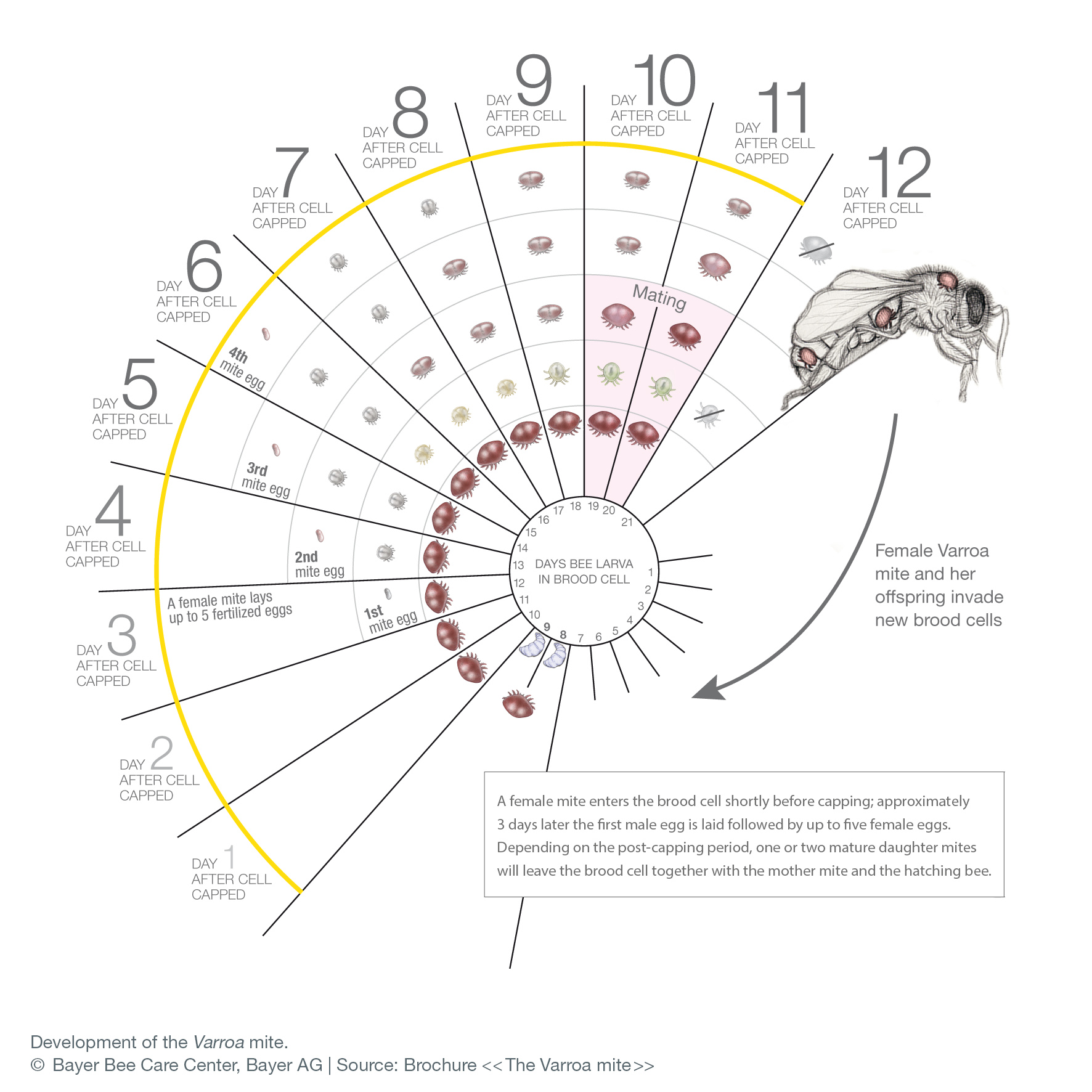 More Information on Varroa - Hive World - Life-cycle and Habits