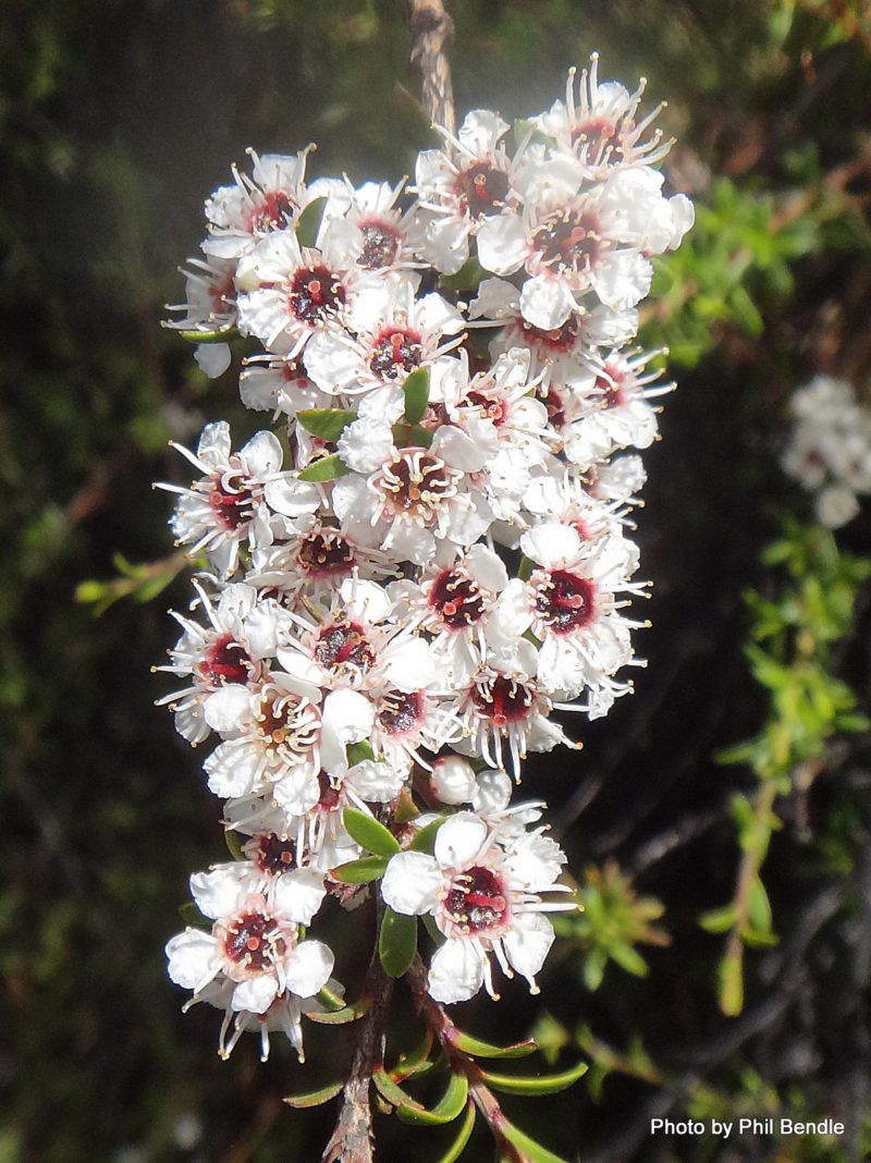 Manuka Vs Kanuka - Hive World - can you tell the difference?