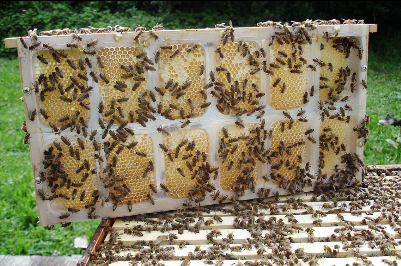 Apibox Maxi Comb Honey System - Hive World