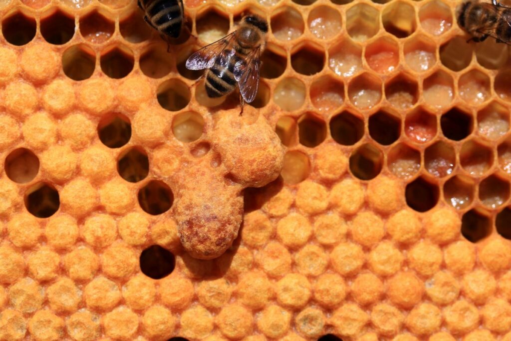 Swarm cells - Supersedure cells - Hive World