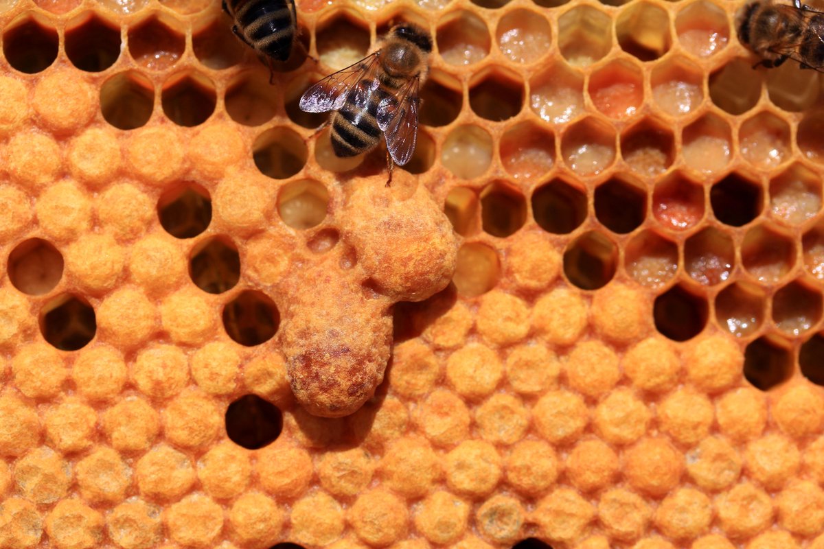 Swarm cells - Supersedure cells - Hive World