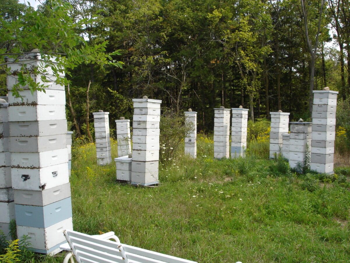 This month in the Hive - Hive World